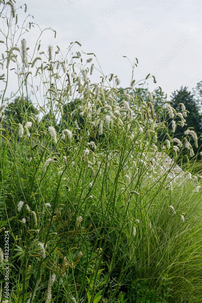 Stockfoto Vertical image of white-flowered Japanese burnet (Sanguisorba ...
