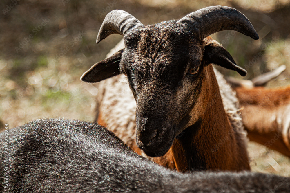 Angry goat looking in the camera Stock Photo | Adobe Stock
