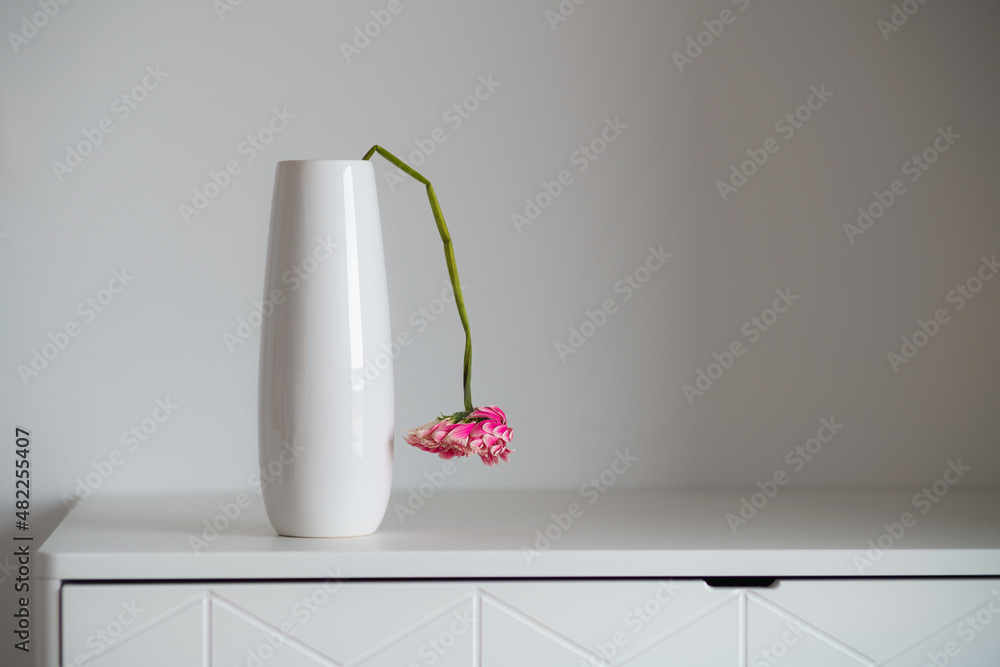 Beautiful withered and raised gerbera flower as a symbol of sadness and ...