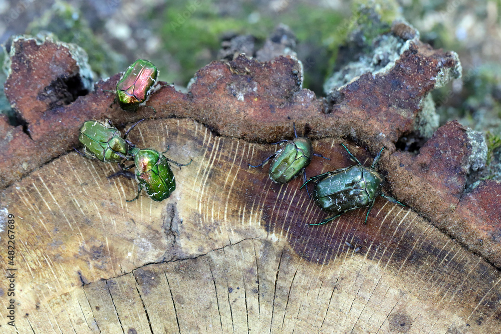 Cetonia aurata called the rose chafer and Protaetia lugubris. Insects ...
