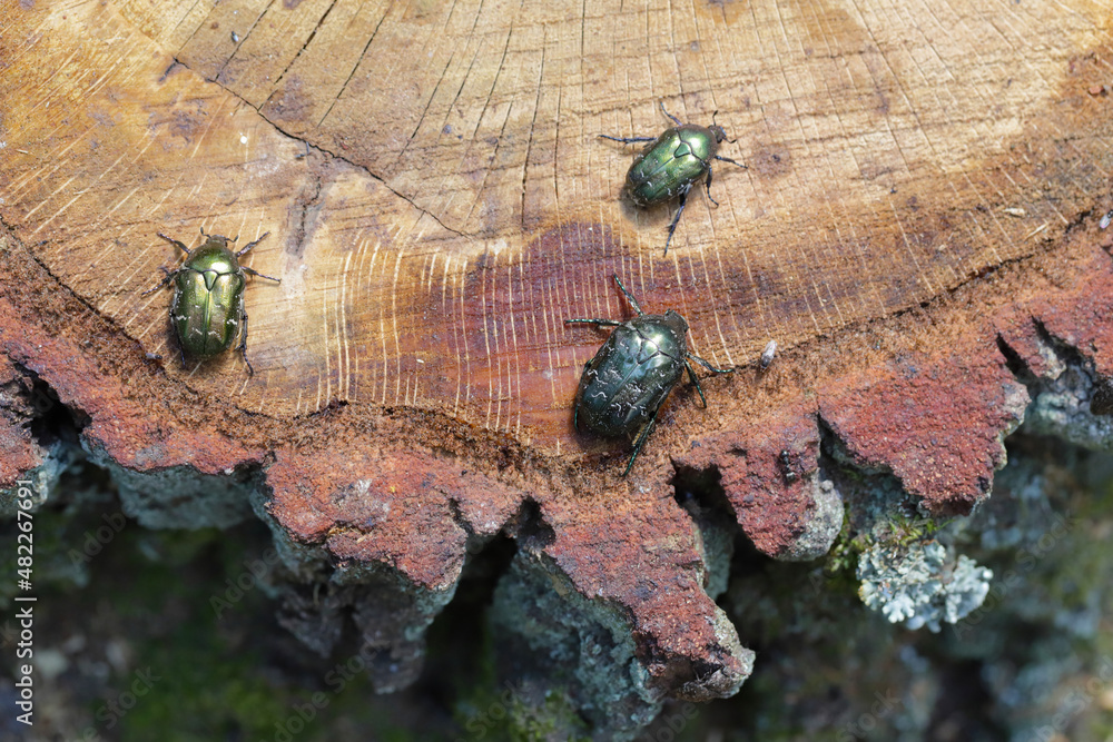 Cetonia aurata called the rose chafer and Protaetia lugubris. Insects ...