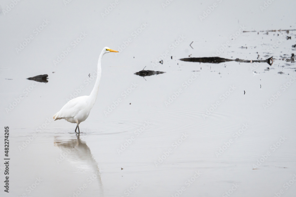 Zdjęcie Stock: Great white egret species of wading stalking bird, in ...