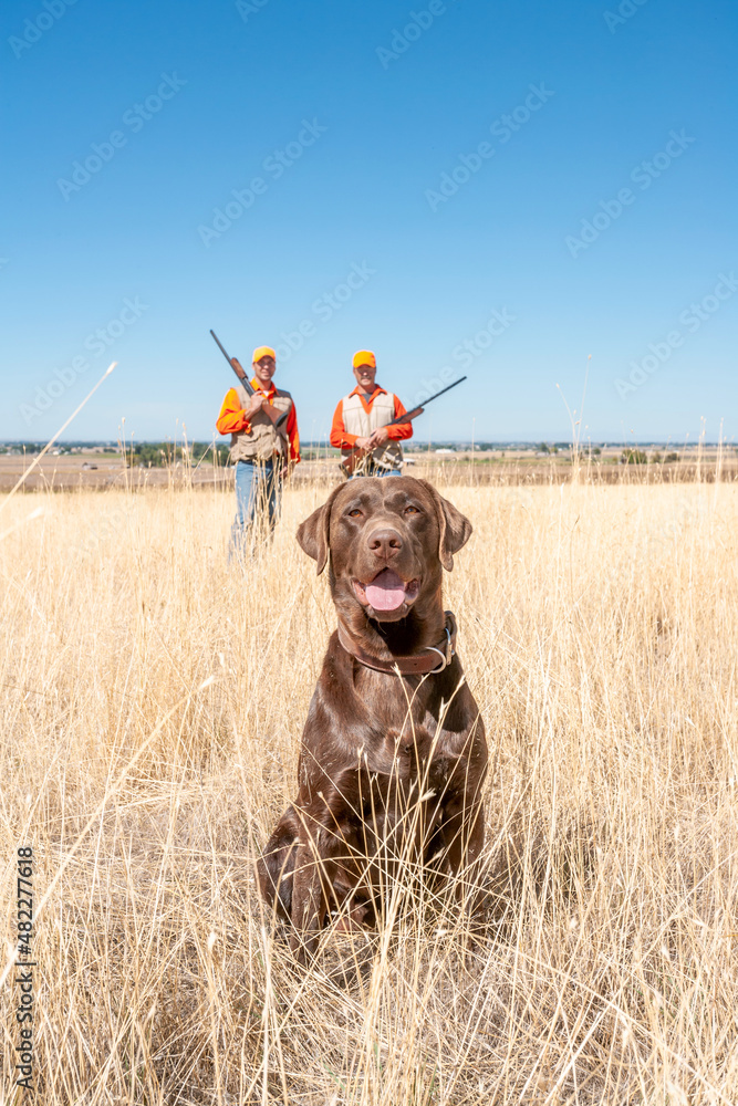 A chocolate labrador retriever with two male adult (upland game ...