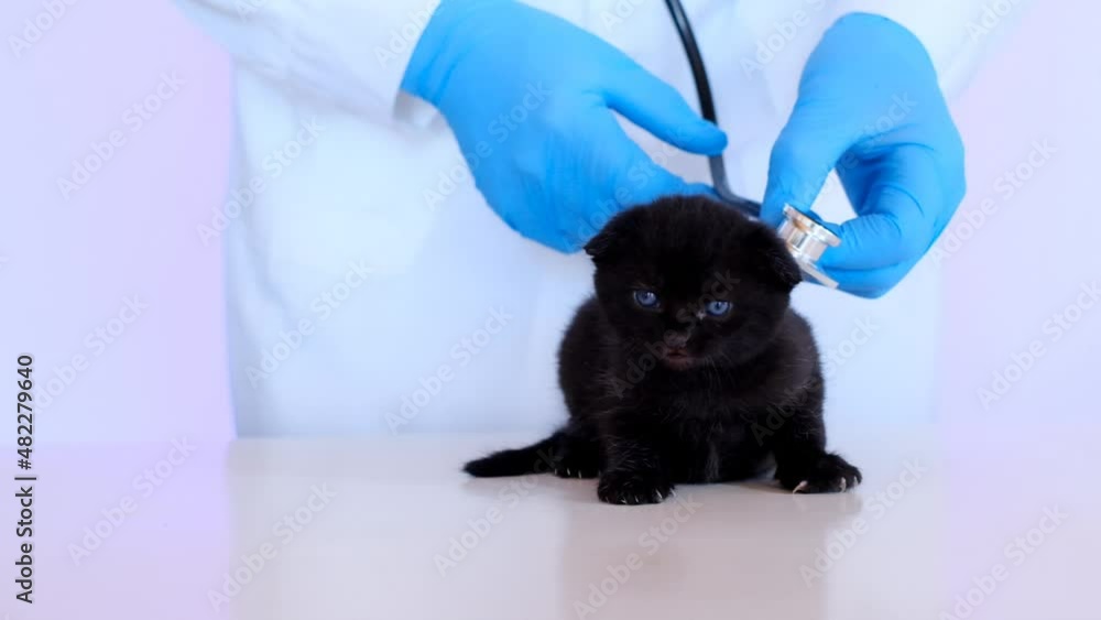 Cat health.Kitten and veterinarian.Medicine for animals.Baby kitten ...