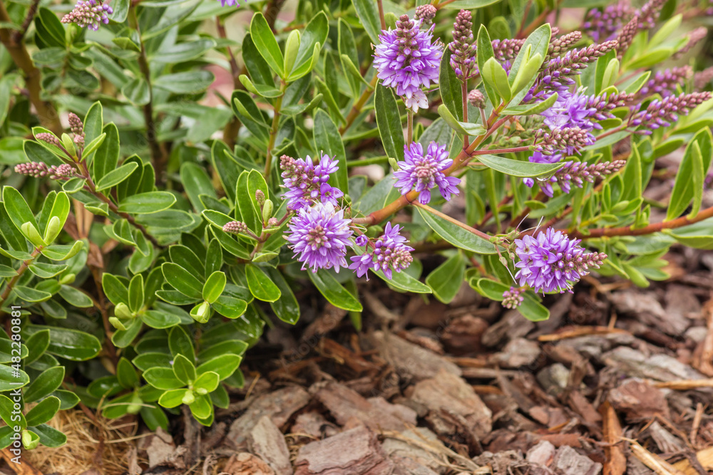 closeup of a hebe shrub with purple flowers in bloom growing in mulched ...