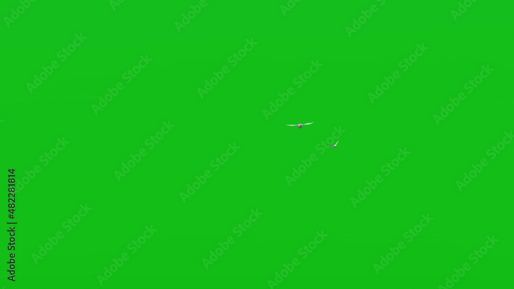 Ducks flying on green screen background, Isolated visual effects animal ...