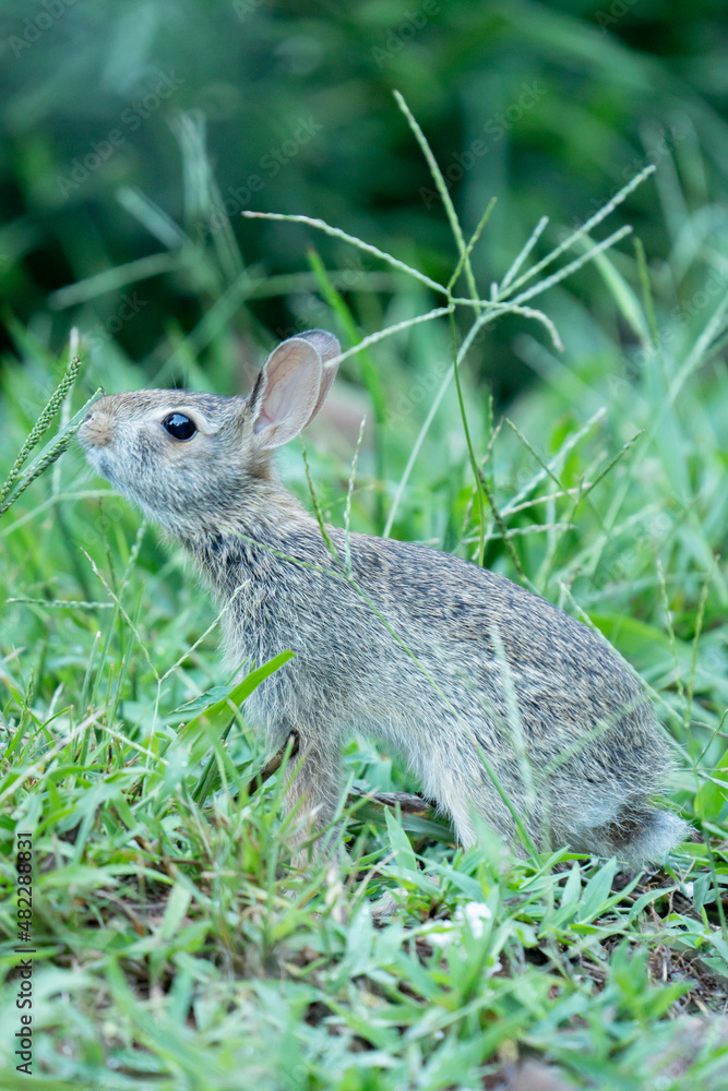 Eastern Cottontail rabbit leans in and sniffs the stop seed cluster on ...