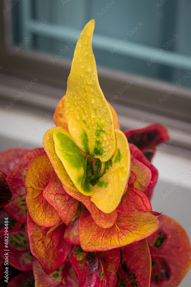 Codiaeum variegatum tree with colorful speckled leaves, beautiful ...