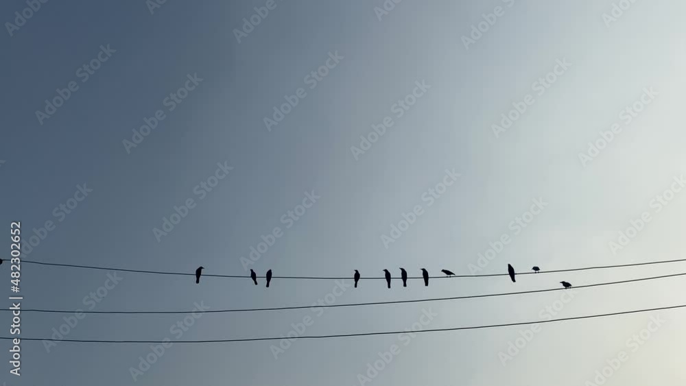 Low angle view of a group of crows sitting on an electric cable wire or ...