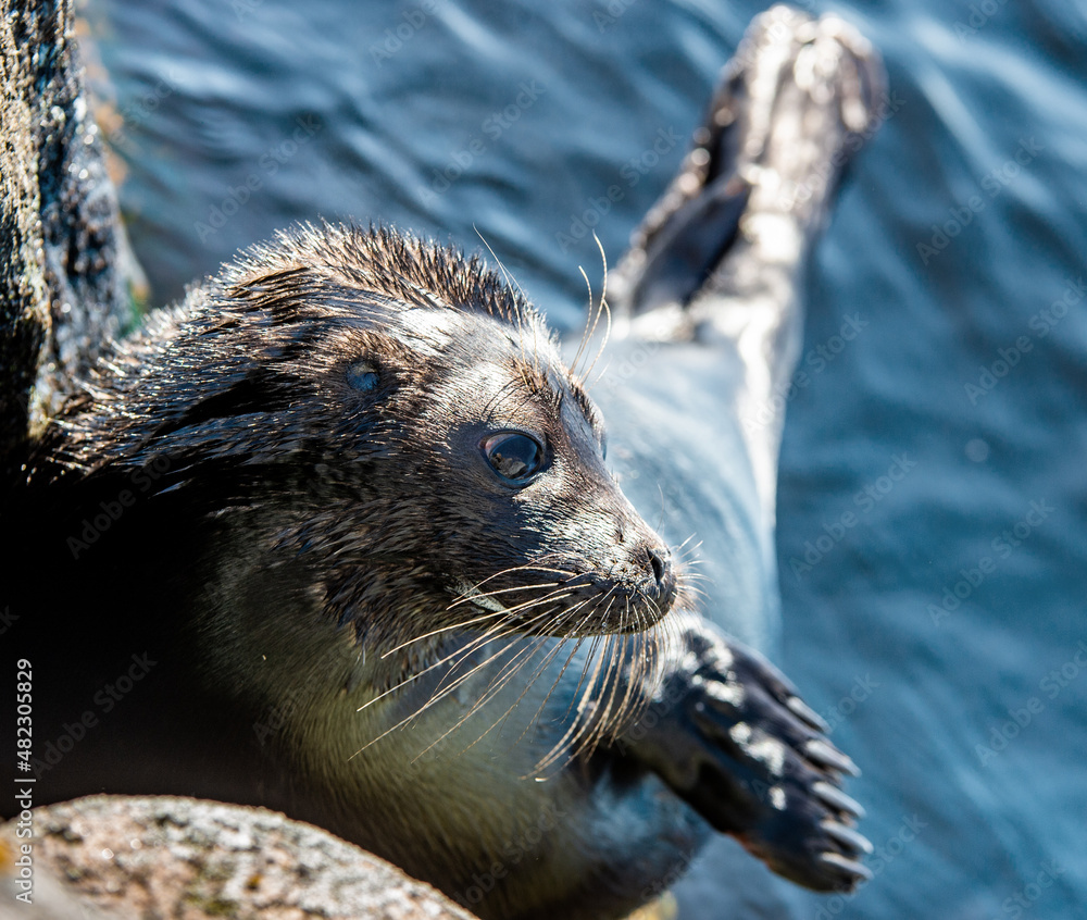 The Ladoga ringed seal. Side view portrait. Close up. Scientific name ...
