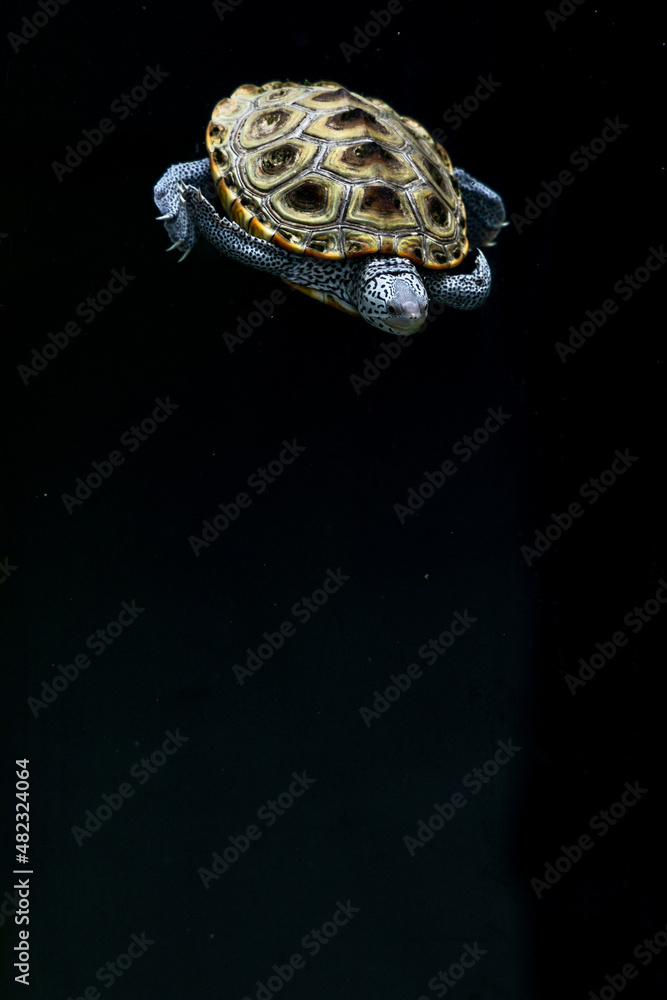 turtle swims in dark water, lightet from above, sea animal swimming ...