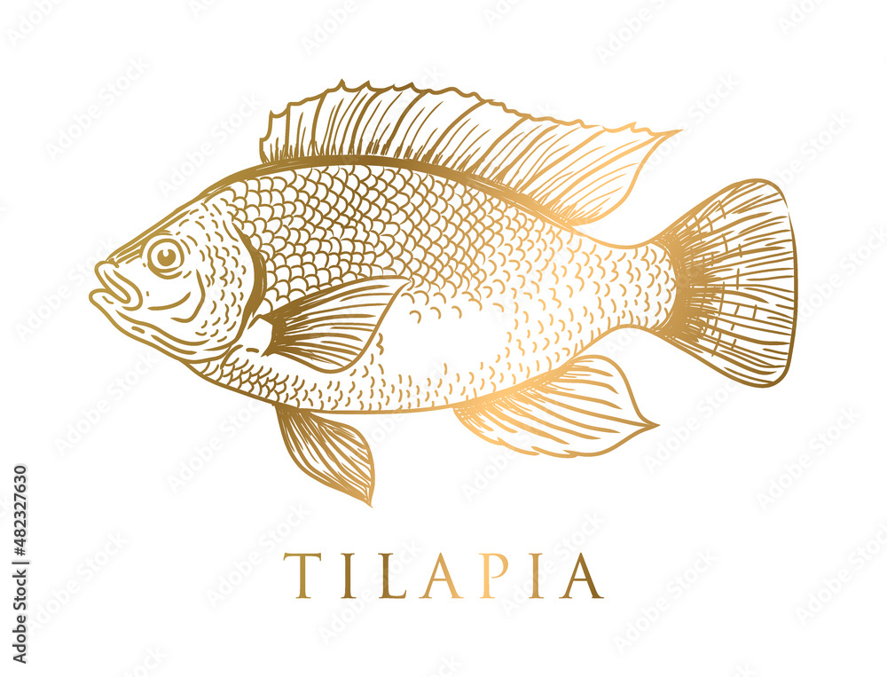Golden Tilapia Vector hand drawn fish seal icon for seafood packaging ...