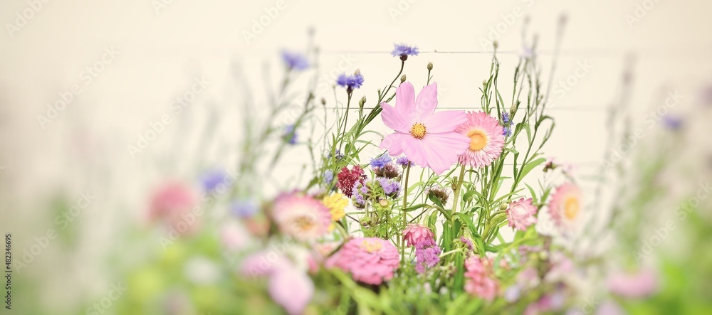 Pastel wildflower nature background - summer greeting card Stock Photo ...