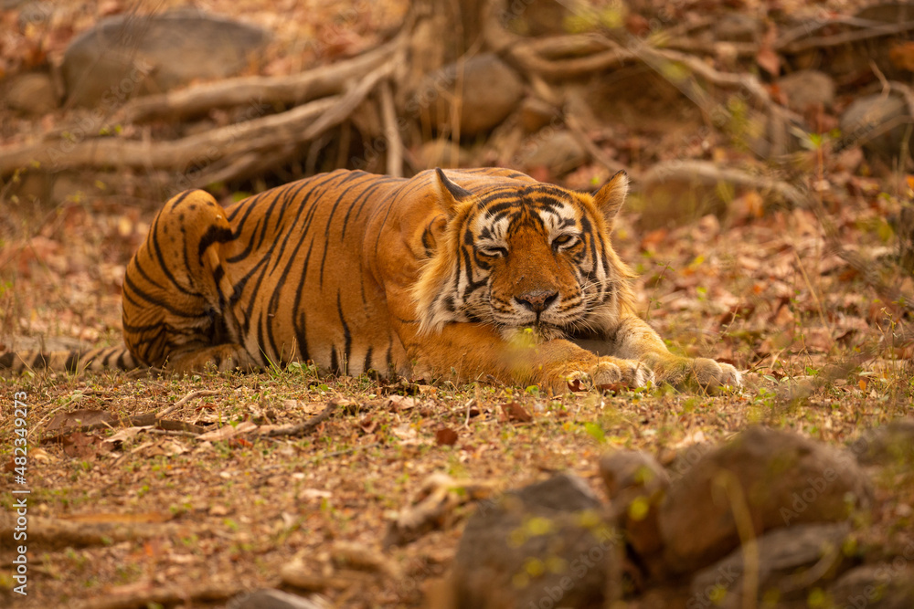 Tiger in the nature habitat. Tiger male walking head on composition ...