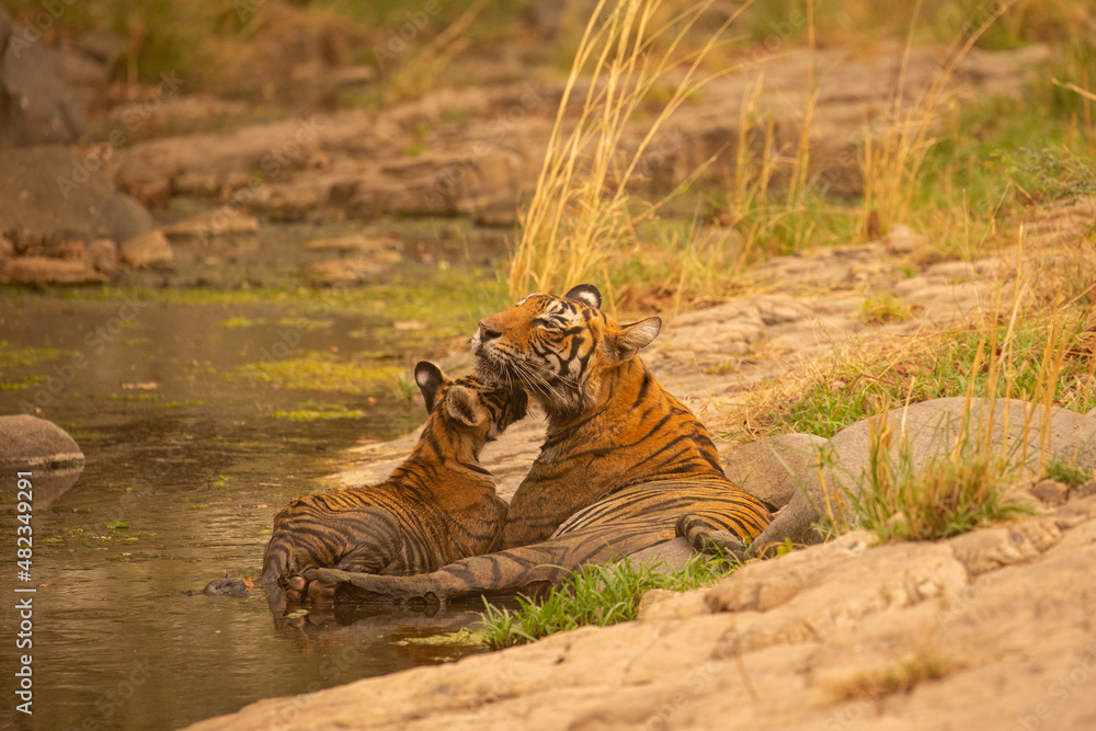 Tiger in the nature habitat. Tiger male walking head on composition ...