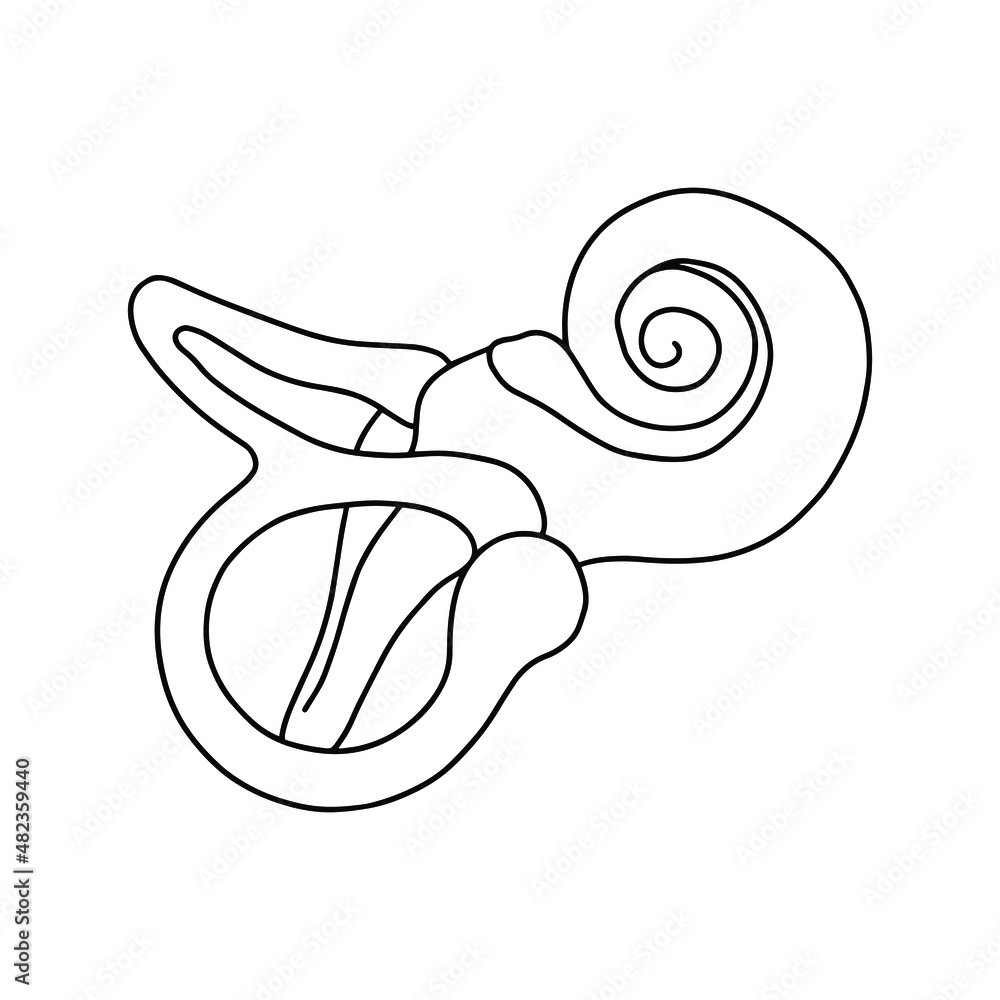 Human cochlea anatomy. The structure of the inner ear. Stock Vector ...
