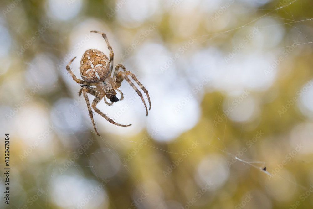 Diadem spider (Araneus diadematus) with a specific cross-shaped mark on ...