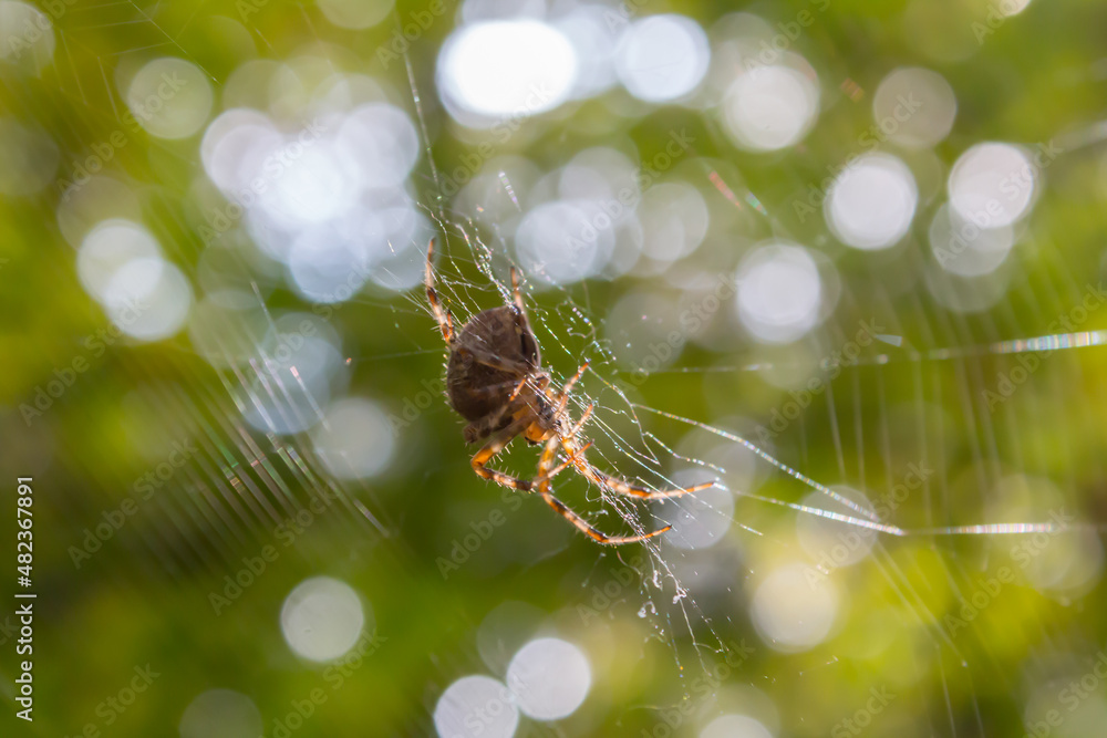 Diadem spider (Araneus diadematus) with a specific cross-shaped mark on ...