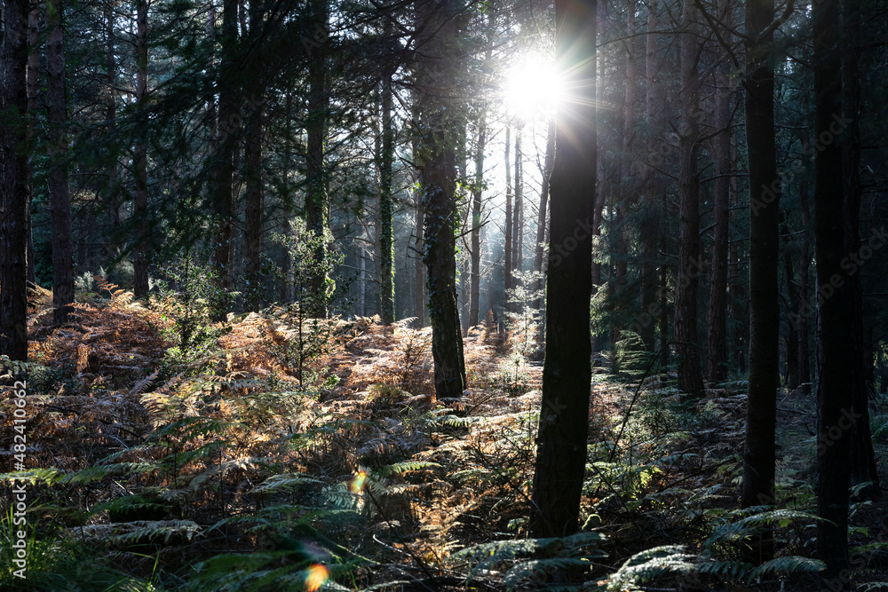 Sun shining through trees in forest Stock Photo | Adobe Stock