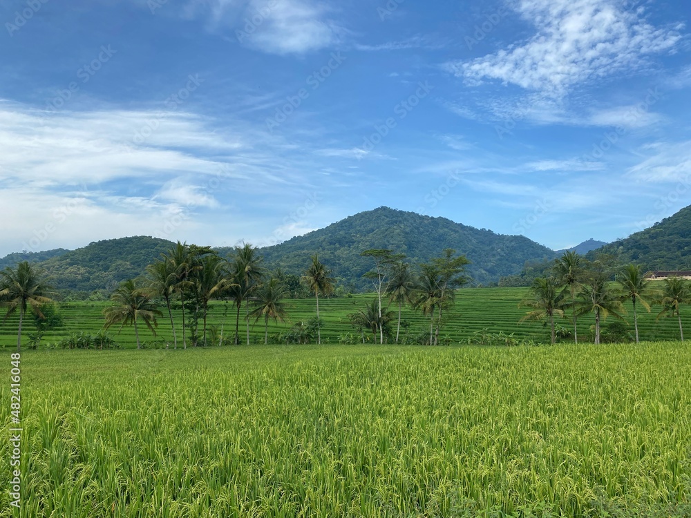The stunning view of Nanggulan rice fields on the outskirts of ...