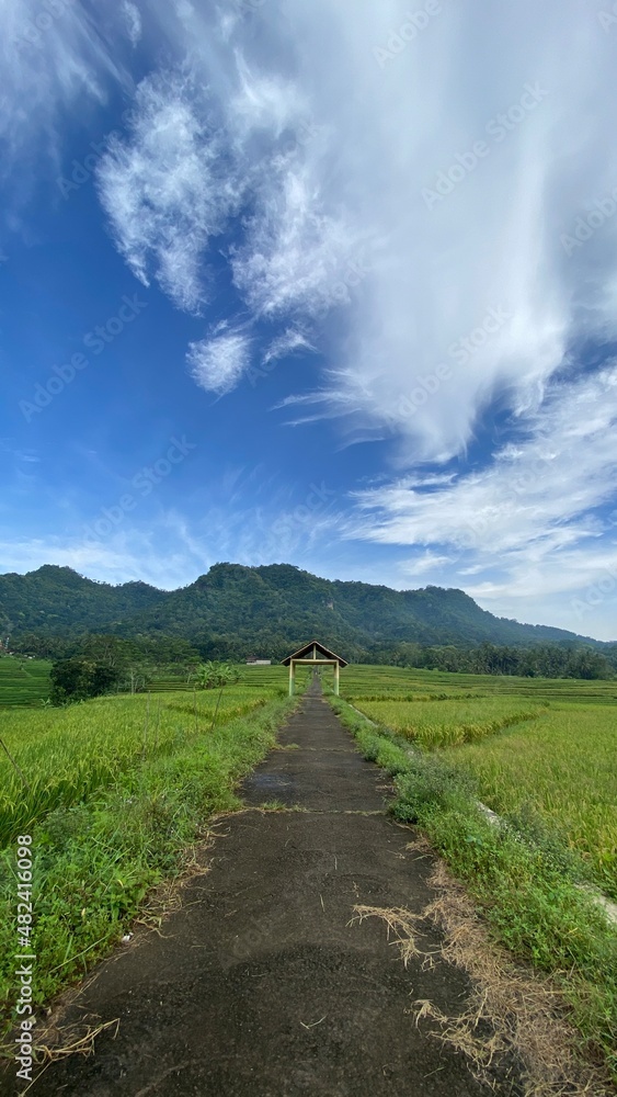 The stunning view of Nanggulan rice fields on the outskirts of ...