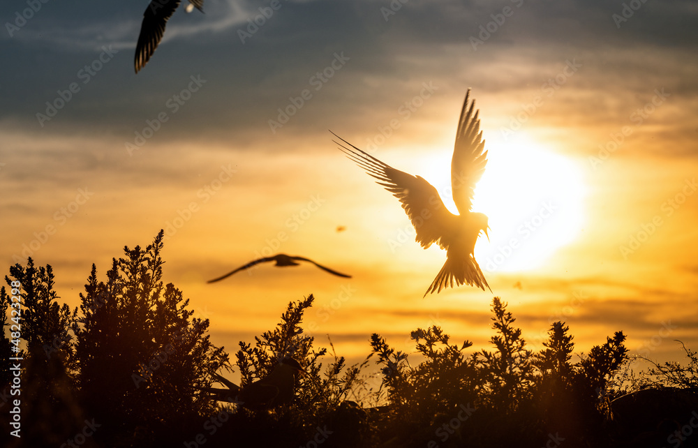 Silhouette of flying common tern. Flying common tern on the sunset sky ...