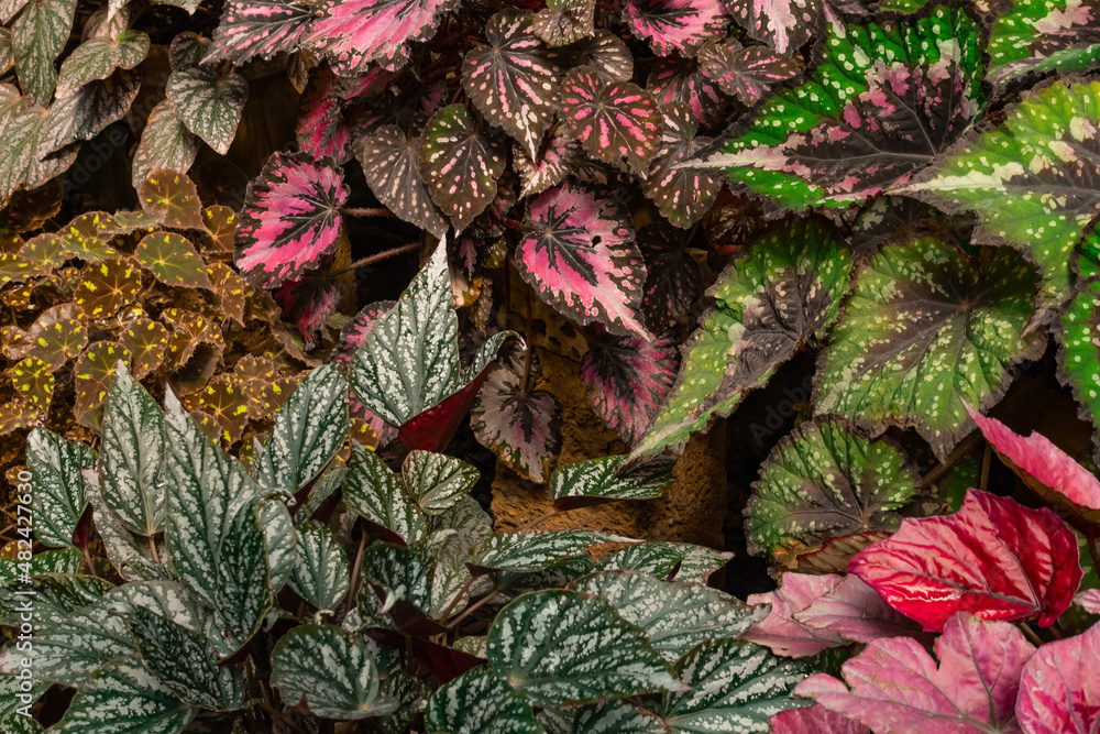 Begonia Rex Leaf Top View Background. Colorful Green Tropical Plants ...