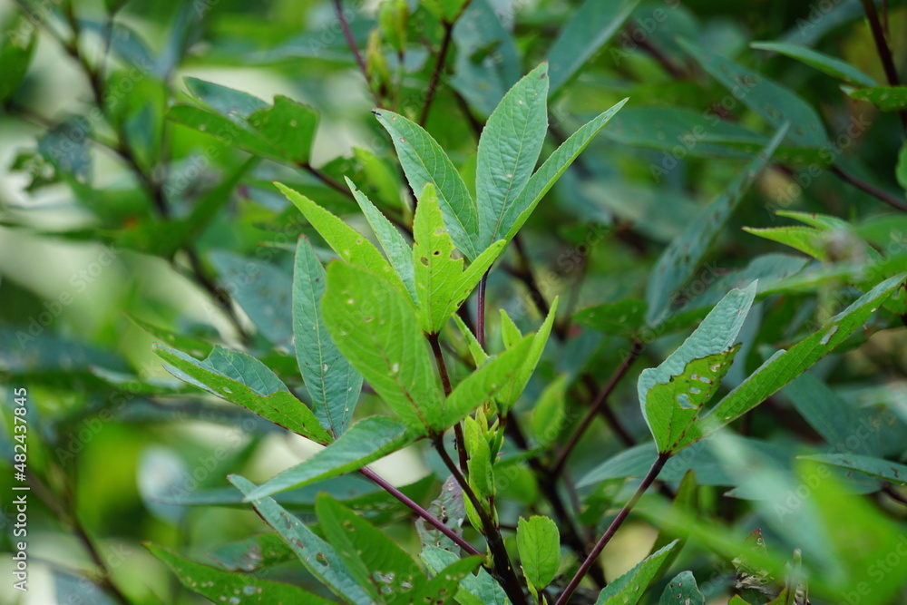 Rosella plant (also called roselle) with a natural background. Use as ...
