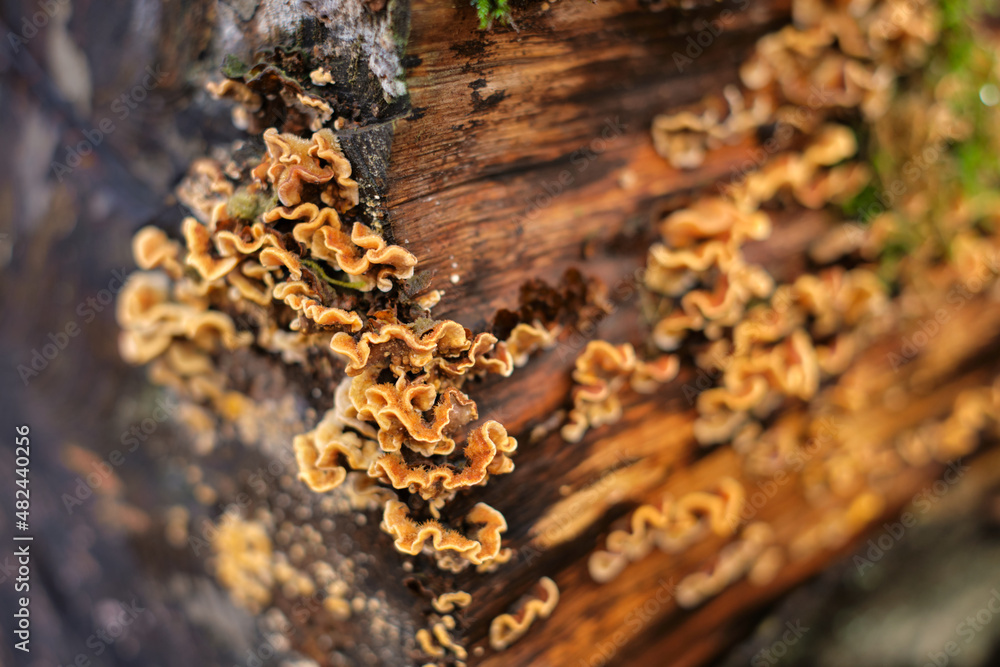 Group of Hairy Curtain Crust fungus, Stereum Hirsutum, on a rotting ...