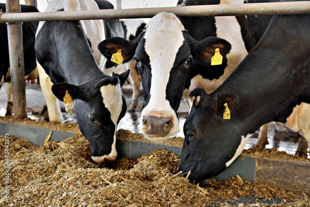 Photo Vaca leiteira comendo silagem, Jr Studio Foto | Posters, tableaux ...