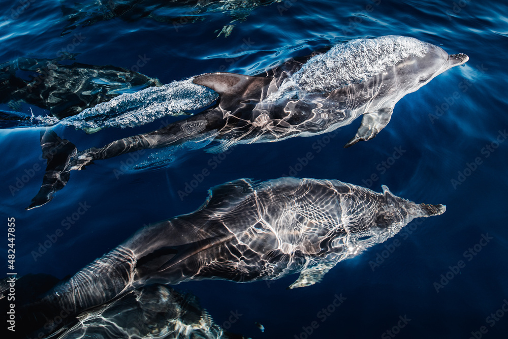 A group of friendly dolphins swims along a dolphin watching boat, on ...