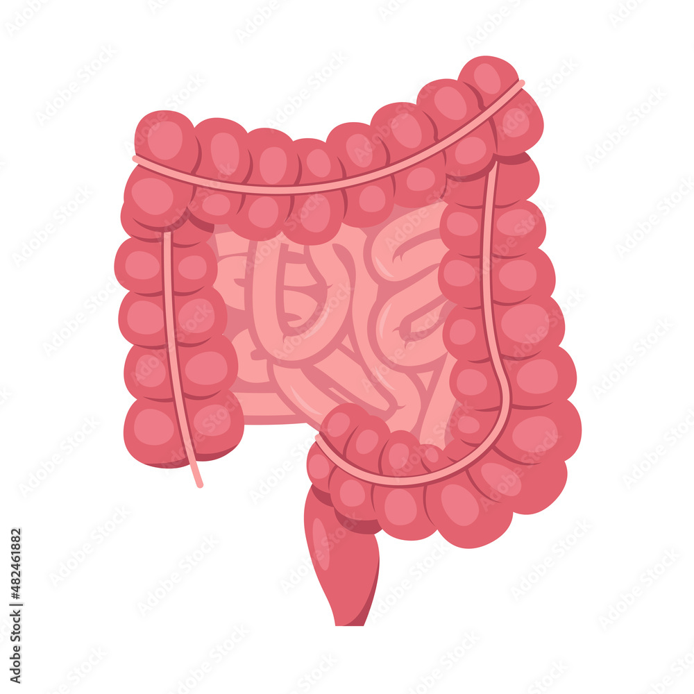 Human small and large intestine. Internal organ, digestive tract on ...