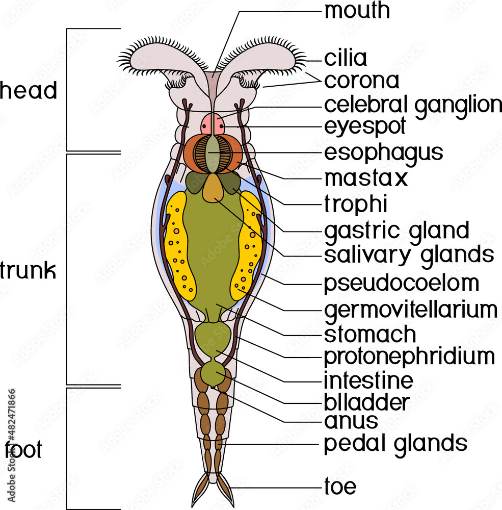 Scheme of bdelloid rotifer anatomy isolated on white background Stock ...