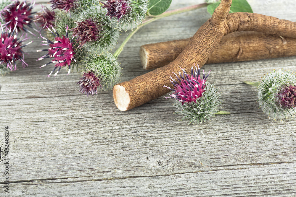 Burdock roots and burdock flowers on wooden desk. Prickly heads of ...