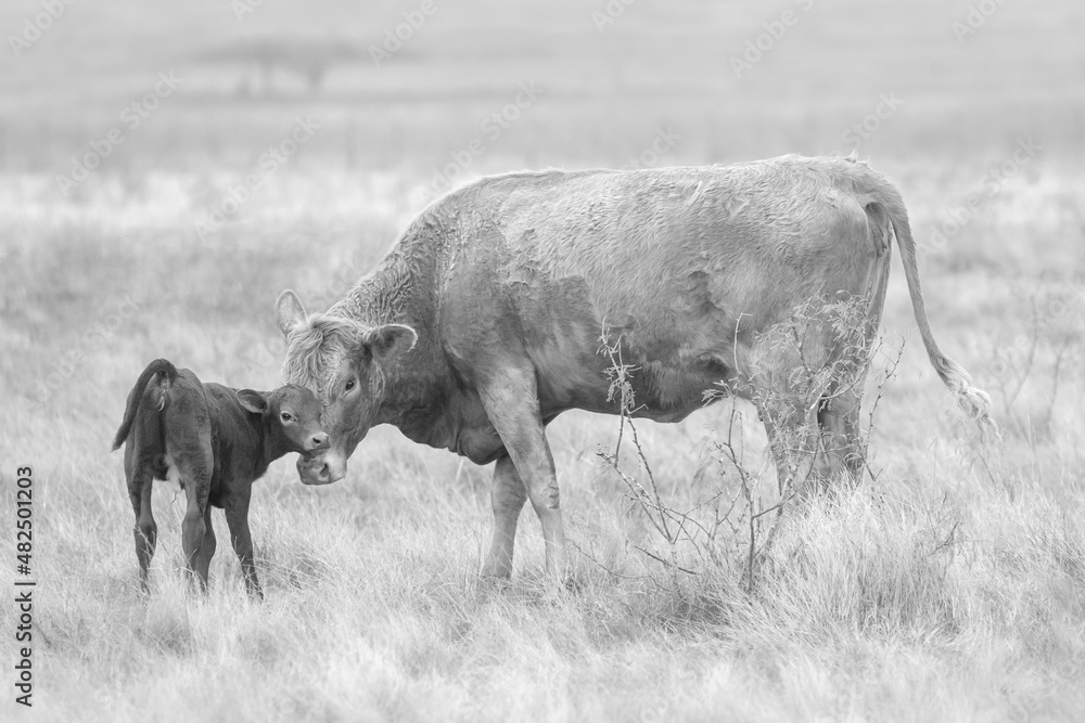Cow expressing loving affection towards her newborn calf on the beef ...
