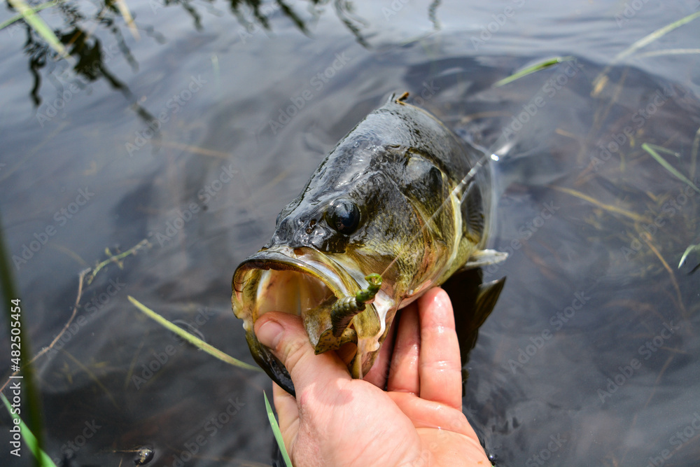 Holding a perfect largemouth bass right out of the water, fresh water ...