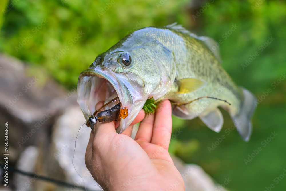 Holding a perfect largemouth bass right out of the water, fresh water ...