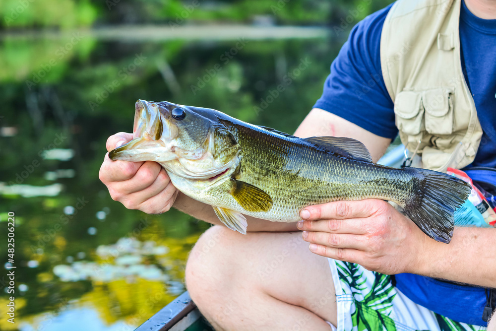 Holding a perfect largemouth bass right out of the water, fresh water ...
