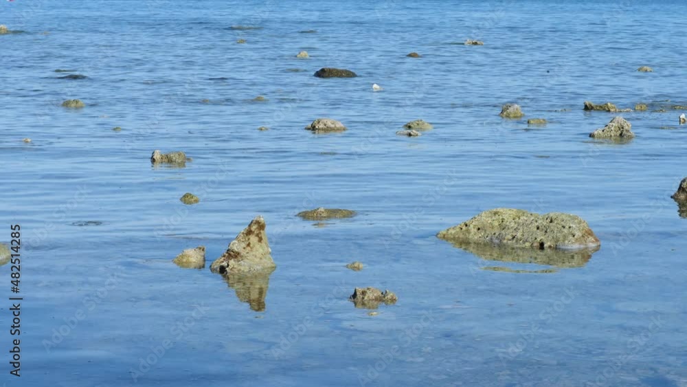 Dead coral stones on water surface background. Calcic skeleton of reef ...