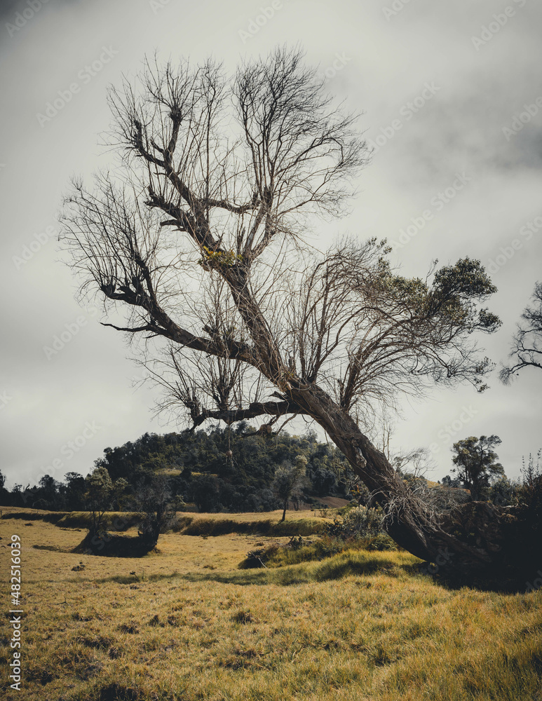 Foto de árbol de bosque quemado volcan do Stock | Adobe Stock