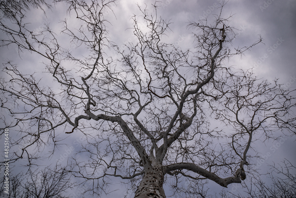 Sycamore 1 Stock Photo | Adobe Stock