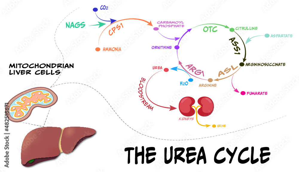 genes, enzymes, and transporters involved in the urea cycle metabolic ...