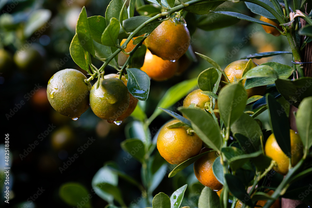 The octopus tree is an ornamental fruit tree, a small woody tree. The ...