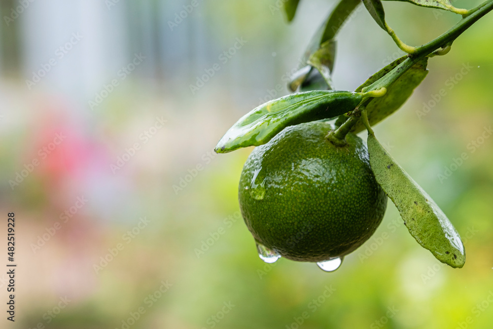 The octopus tree is an ornamental fruit tree, a small woody tree. The ...