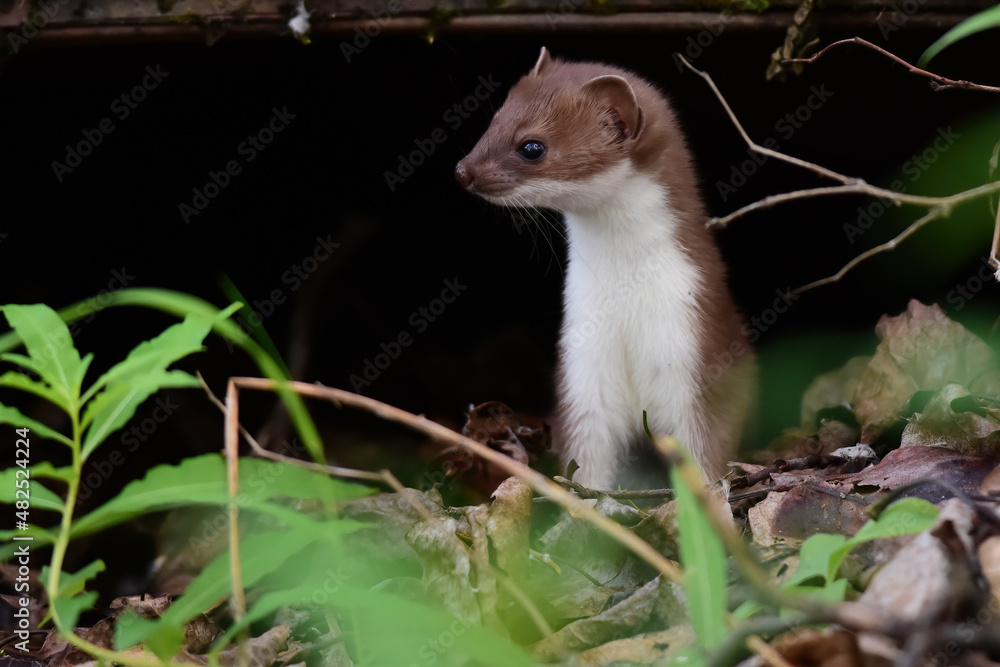 An ermine, also known as the short-tailed weasel or stoat, looks around ...