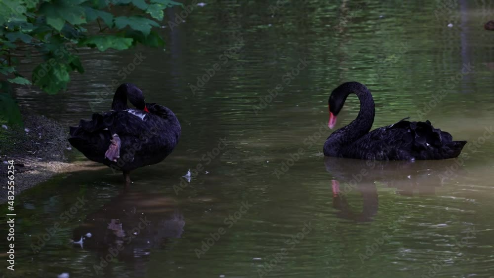 The Black Swan, Cygnus atratus is a large waterbird, a species of swan ...