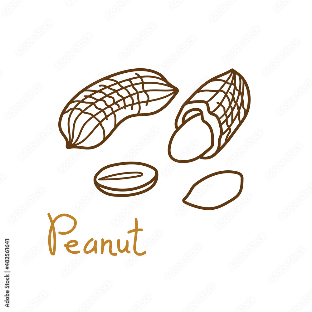 Peanut, groundnut hand drawn graphics element for packaging design of ...