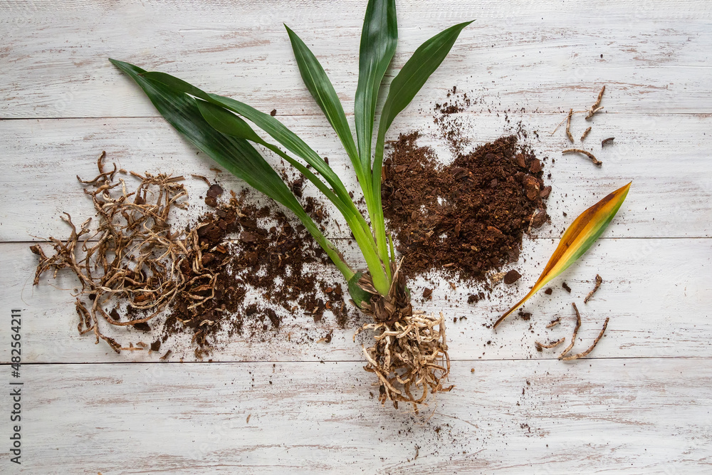 Foto de Flat lay of yellow leaf and diseases of orchid roots, breeding ...