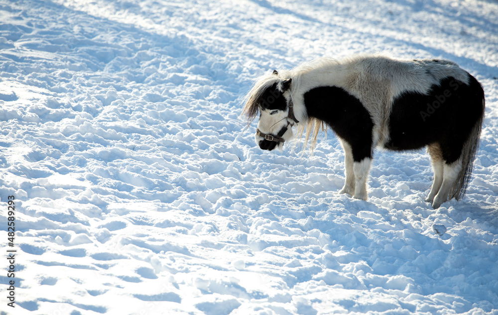 Orshadi's beautiful little ponies are standing in a paddock in the snow ...