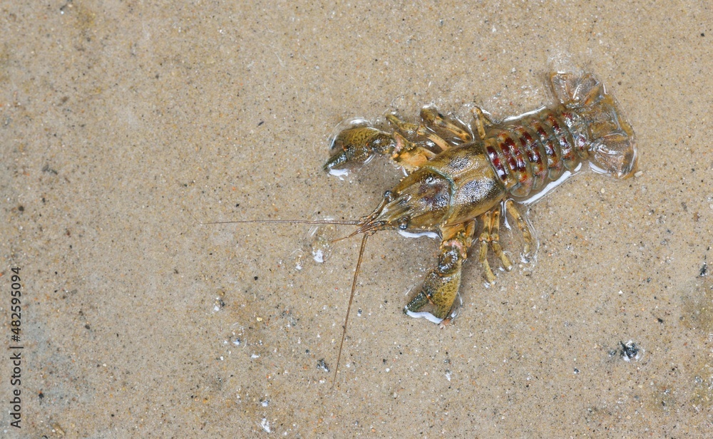 American spiny-cheek high crayfish (Orconectes Limosus) invasive to ...